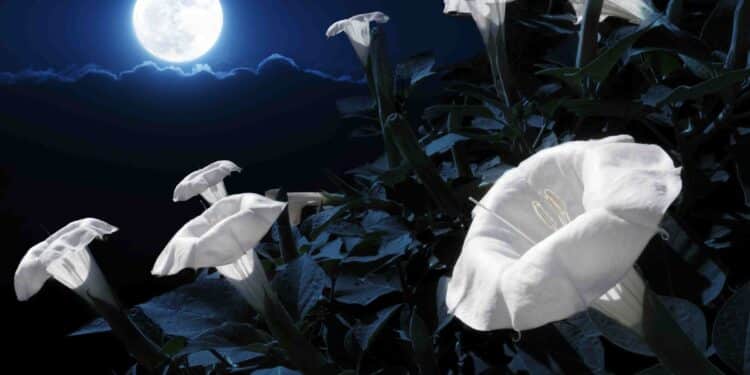 15 Fragrant Night-Blooming Flowers That Will Make Your Evenings So Much ...