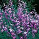 15 Fragrant Night-Blooming Flowers That Will Make Your Evenings So Much ...