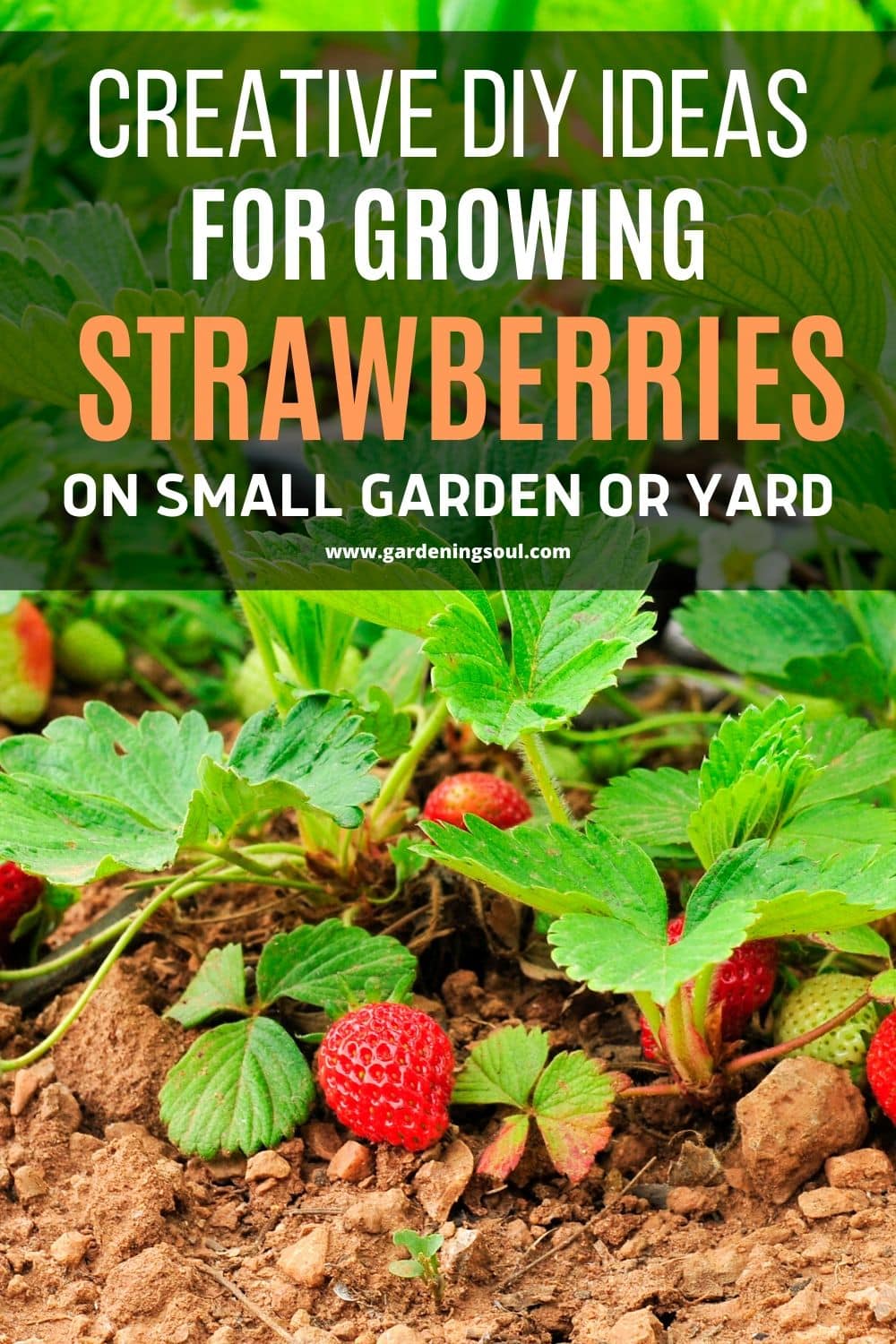 Creative DIY Ideas for Growing Strawberries On Small Garden or Yard