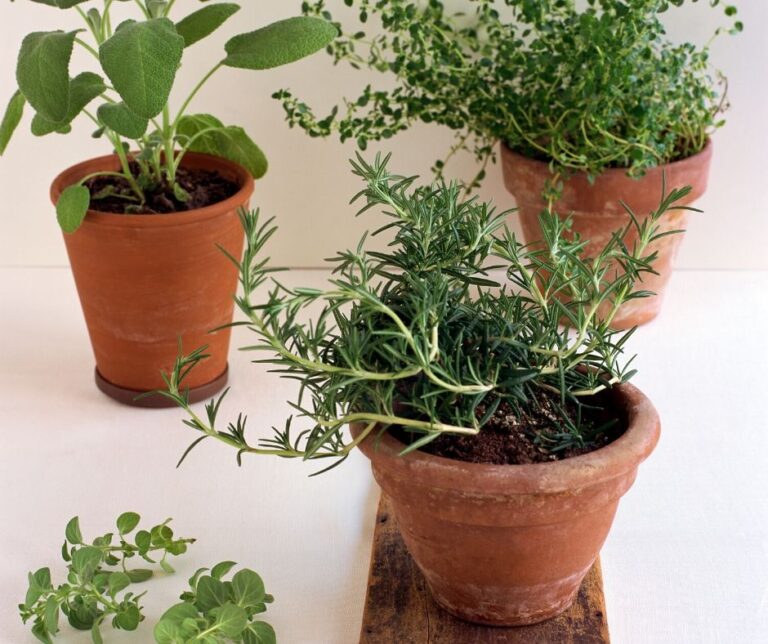 10 Best Edible Plants You Can Grow Indoors