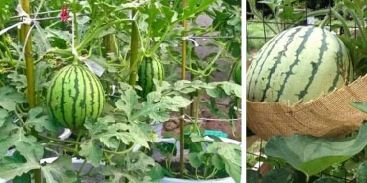 Tips To Grow Watermelon In Containers No Matter Where You Live