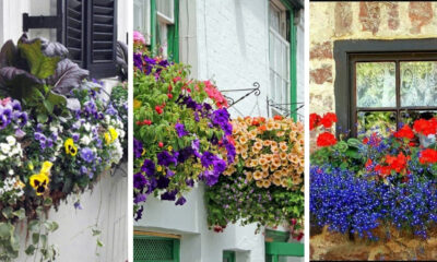 Flowers Archives - Gardening Soul