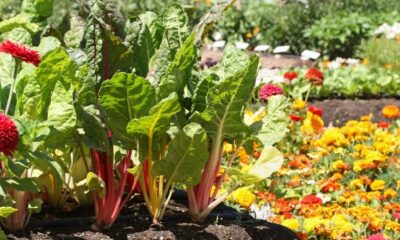 20 Super Vertical Gardens Ideas That Will Change The Design Of Your Garden