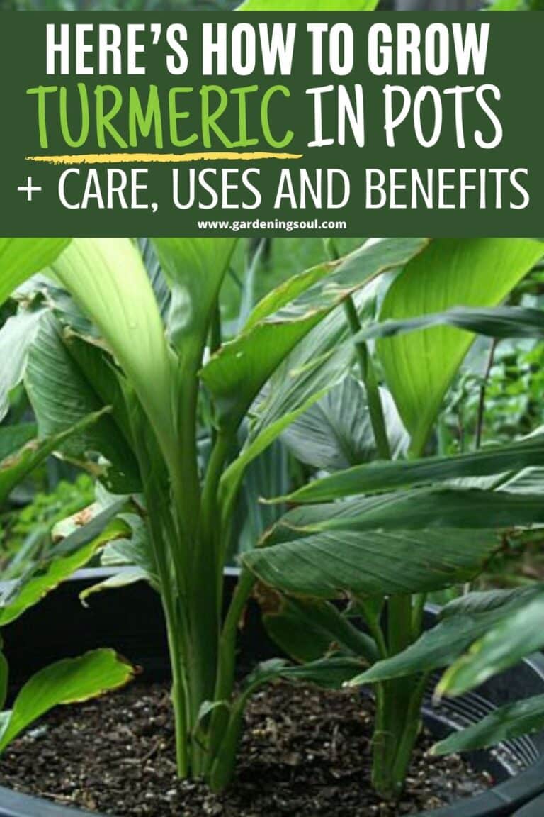 Here’s How To Grow Turmeric In POTS - Care, Uses And Benefits