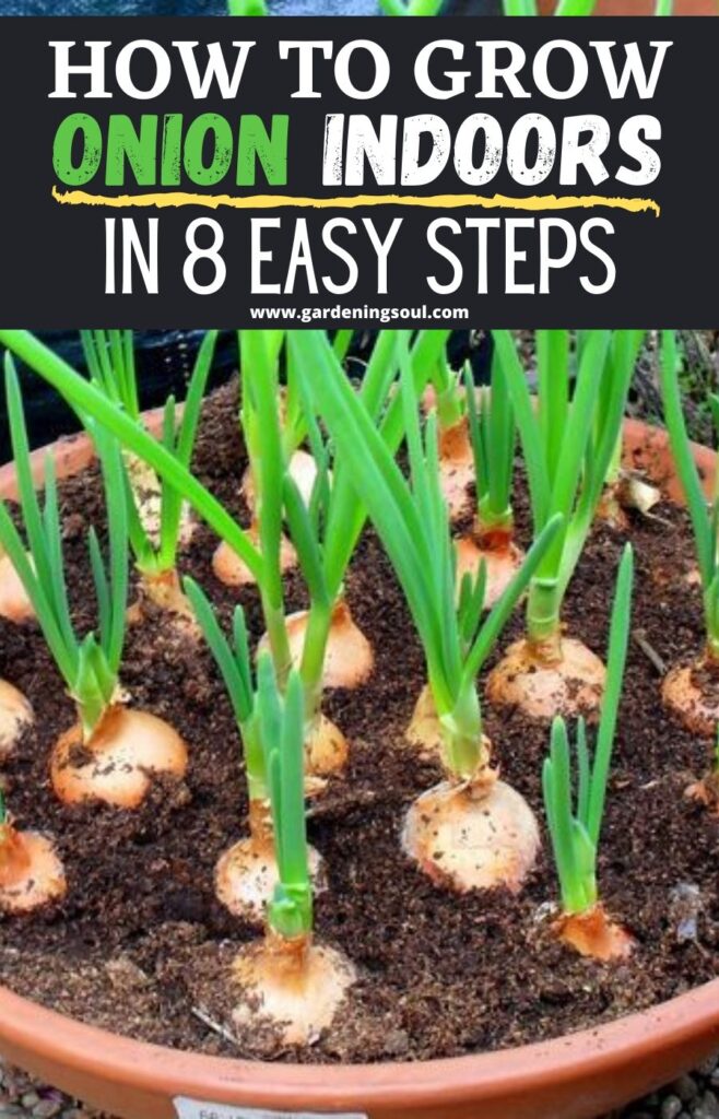 How To Grow Onion Indoors In 8 Easy Steps How To Grow Onion Indoors In 8 Easy Steps