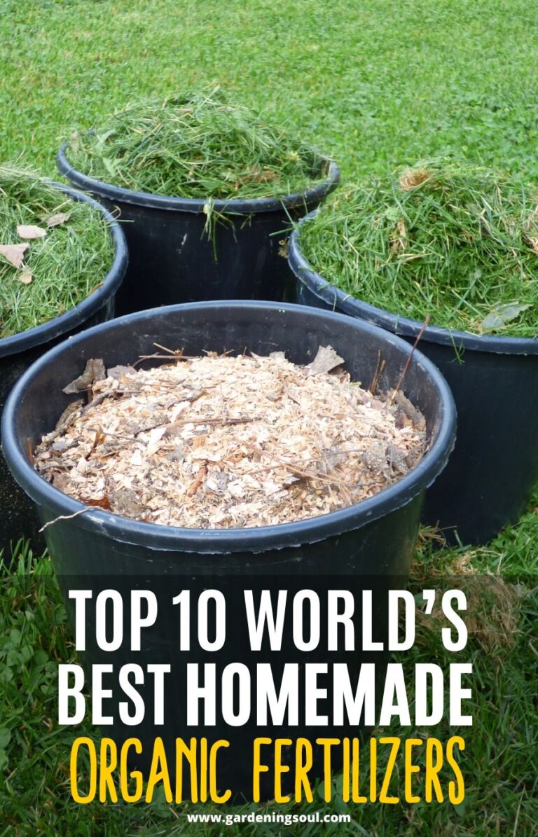 Top 10 World’s Best Homemade Organic Fertilizers