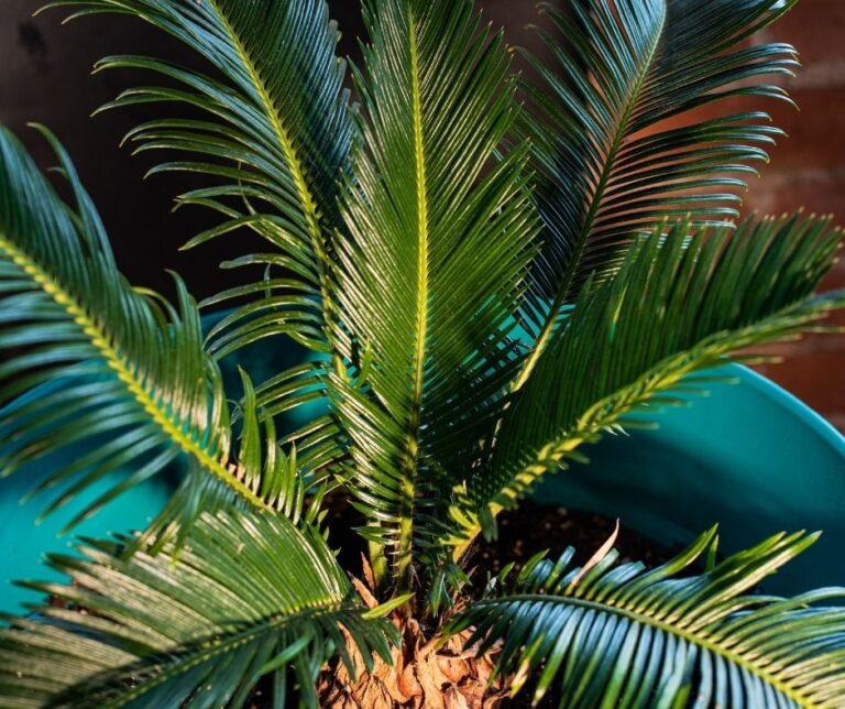 10 Houseplants That Can Tolerate Direct Sunlight