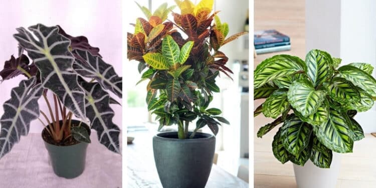 10 Beautiful Striped Houseplants