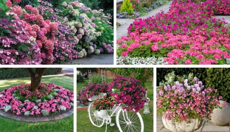 21 Pink Theme Garden Ideas Using Pink Annual Flowers