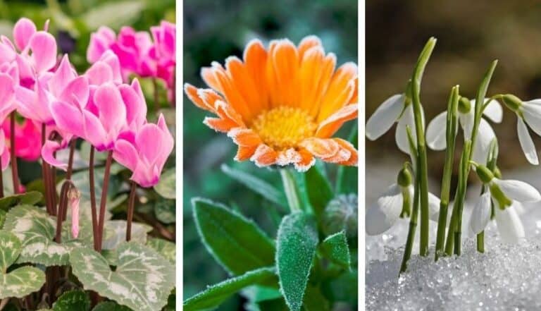 15 Beautiful Plants That Grow In Winter