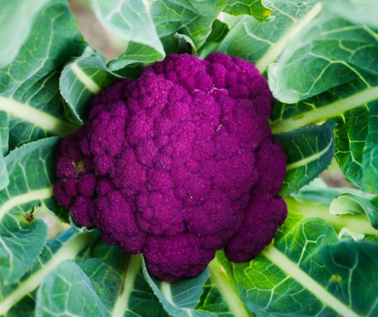 10 Purple Vegetables to Grow in Your Superfood Garden