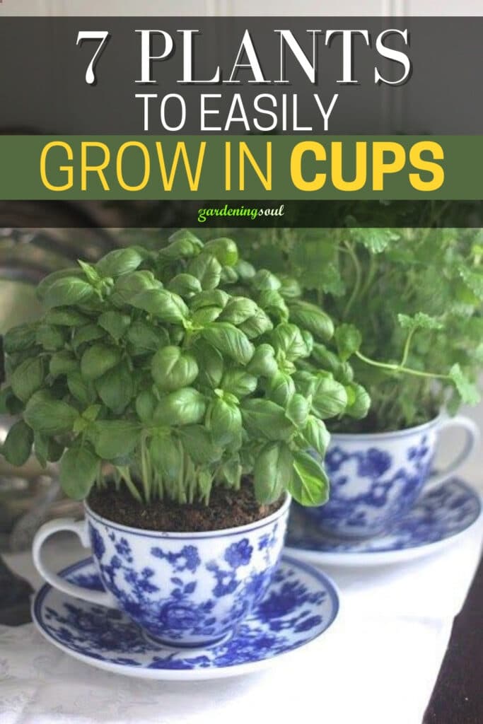 7 Plants To Easily Grow In Cups