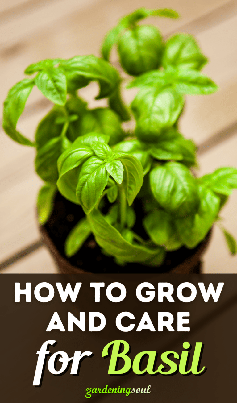 How to Grow and Care for Basil