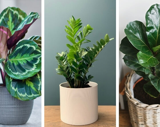 Houseplants Archives - Gardening Soul