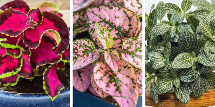 10 Colorful Indoor Houseplants That Will Brighten Up Your Home