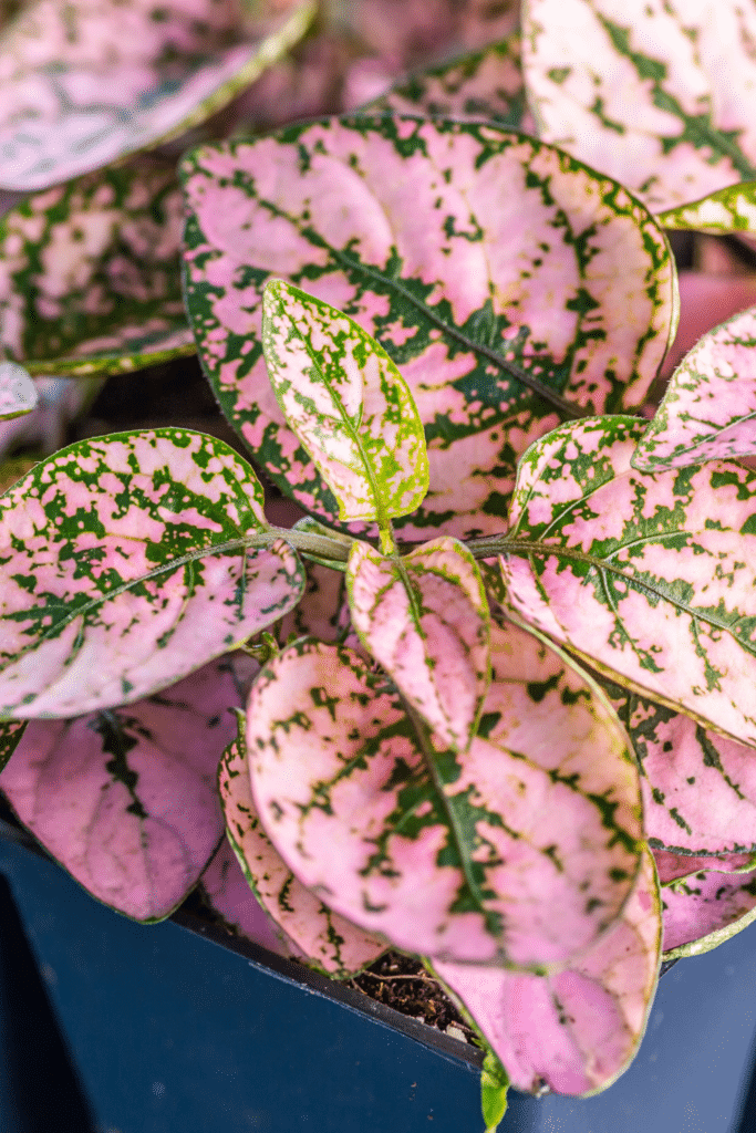 10 Colorful Indoor Houseplants That Will Brighten Up Your Home