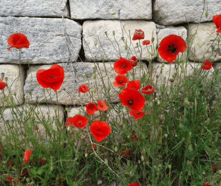 10 Red Perennial Flowers That Will Dazzle in your Garden