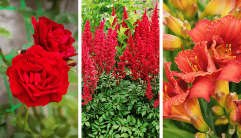 10 Red Perennial Flowers That Will Dazzle in your Garden