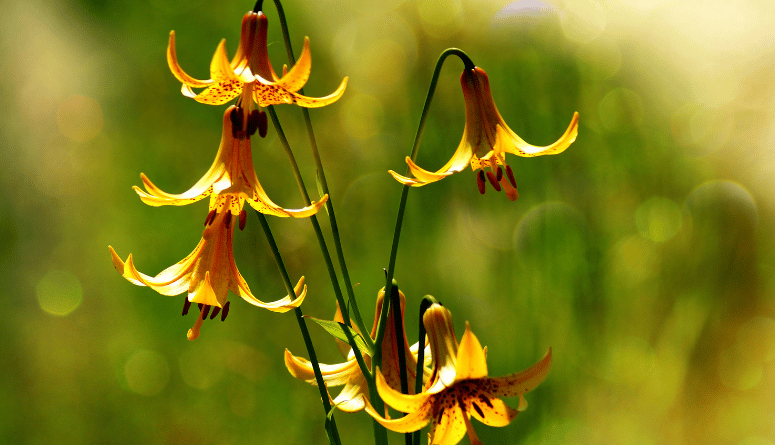 15 Gorgeous Kinds of Lilies to Grow for a Beautiful Garden