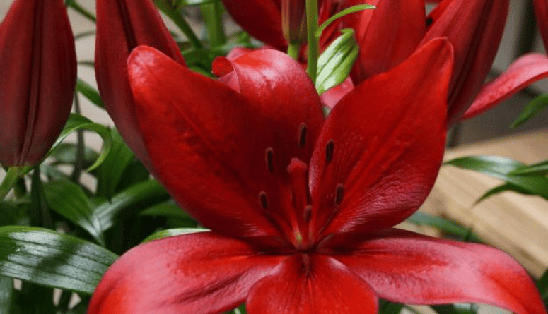 15 Gorgeous Kinds of Lilies to Grow for a Beautiful Garden