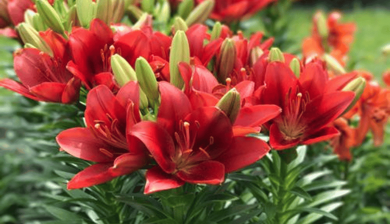 15 Gorgeous Kinds of Lilies to Grow for a Beautiful Garden