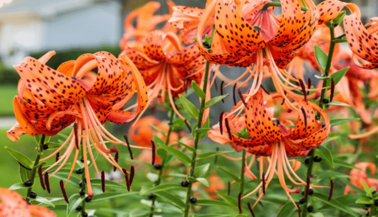 15 Gorgeous Kinds of Lilies to Grow for a Beautiful Garden