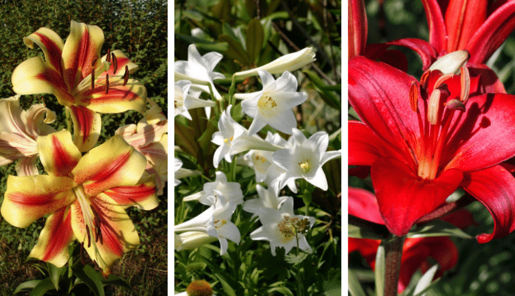 15 Gorgeous Kinds of Lilies to Grow for a Beautiful Garden