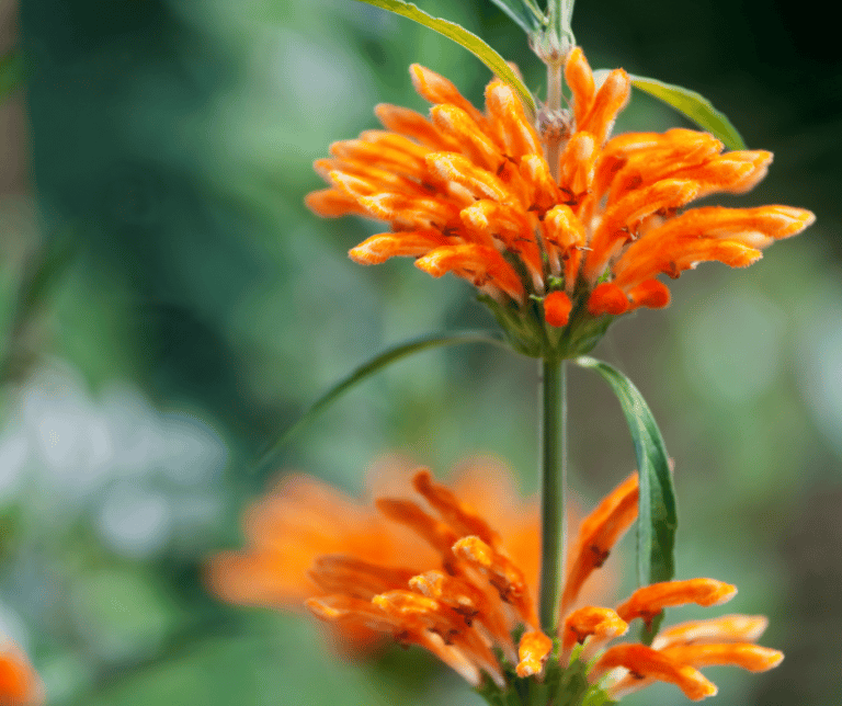 20 Eye-catching Orange Flowers That Give a Vibe Appeal To Your Garden