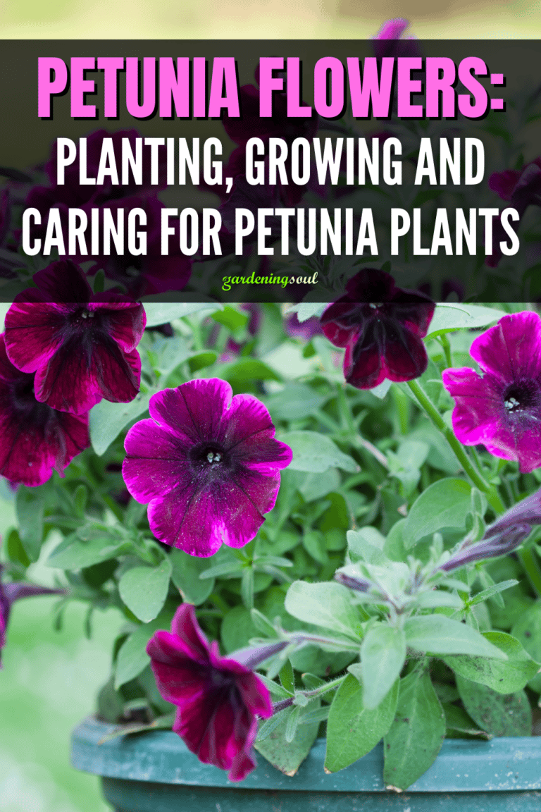Petunia Flowers: Planting, Growing and Caring for Petunia Plants