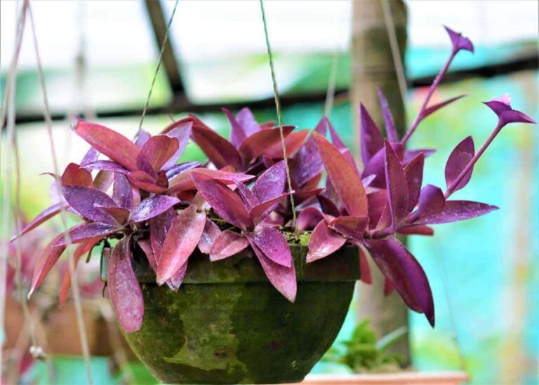 16 Beautiful Purple Indoor Plants to Jazz up Your Living Space