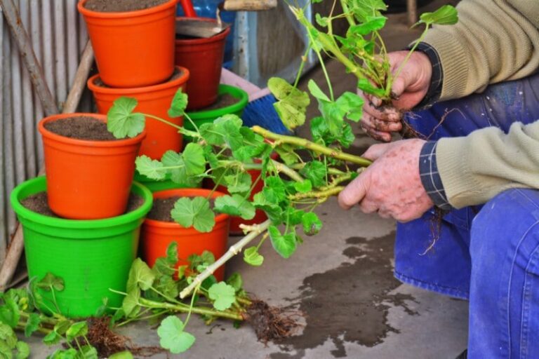 20 Plants You Can Grow From Cuttings – And How to Do It