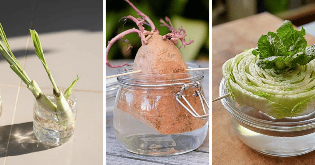 20 Plants and Fruits You Can Grow in Water