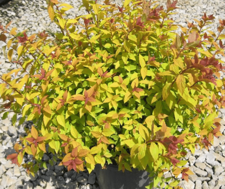 21 Low-Maintenance Shrubs You Need to Grow In Your Garden