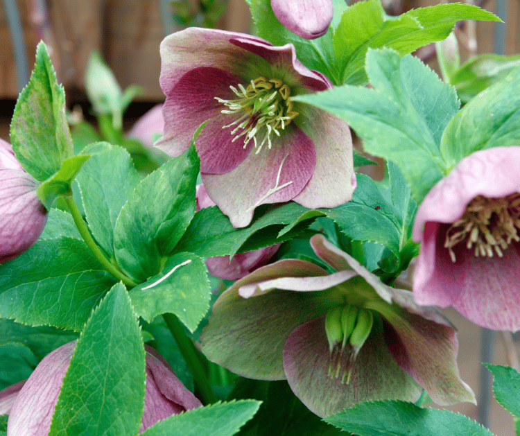 31 Colorful Winter Plants that Will Liven up Your Garden