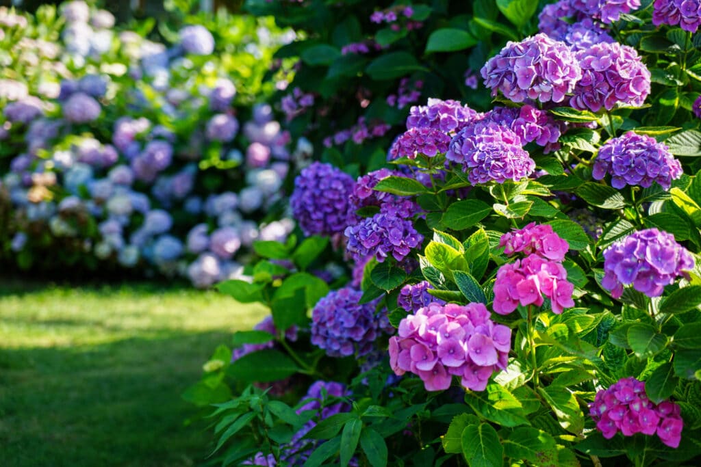 25 Beautiful Plants That Grow Well Under Trees