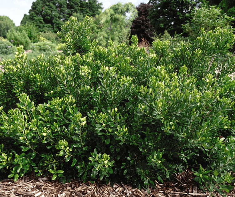 21 Low-Maintenance Shrubs You Need to Grow In Your Garden