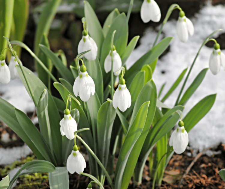 31 Colorful Winter Plants that Will Liven up Your Garden