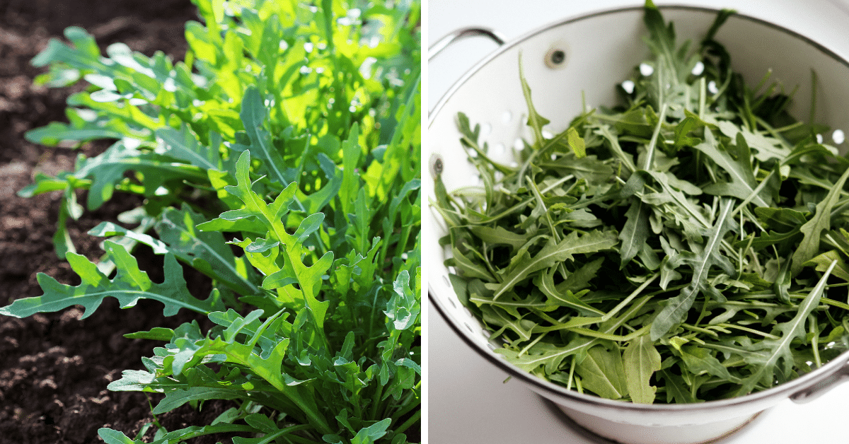 Your Ultimate Guide to Growing Arugula