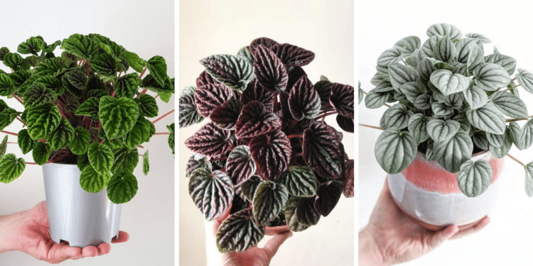 How to Grow Your Own Ripple Peperomia (Emerald, Red, Silver)