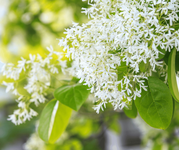 25 Best Flowering Trees & Shrubs for Year-Round Color