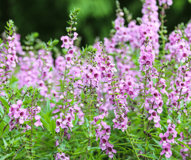 15 Pretty Pink Plants that Will Beautify Your Garden