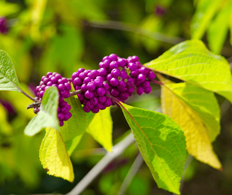 25 of the Best Plants and Trees to Add Fall Color to Your Yard