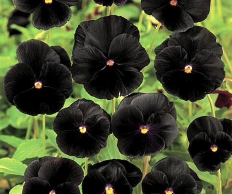 25 Gorgeous Black Flowers to Goth Up Your Garden