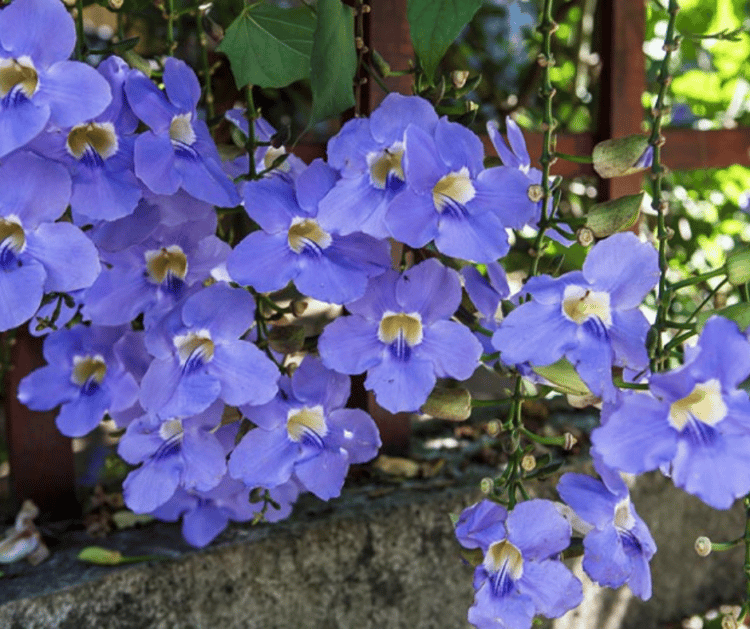 15 Most Beautiful Flowering Vines that Will Steal The Show in Your Garden