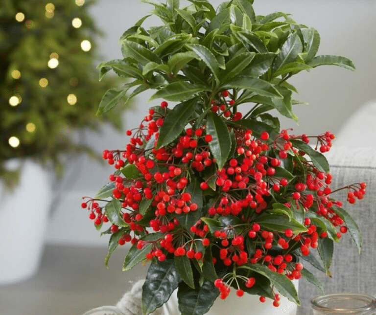 10 Popular Christmas Plants You Can Grow Indoors