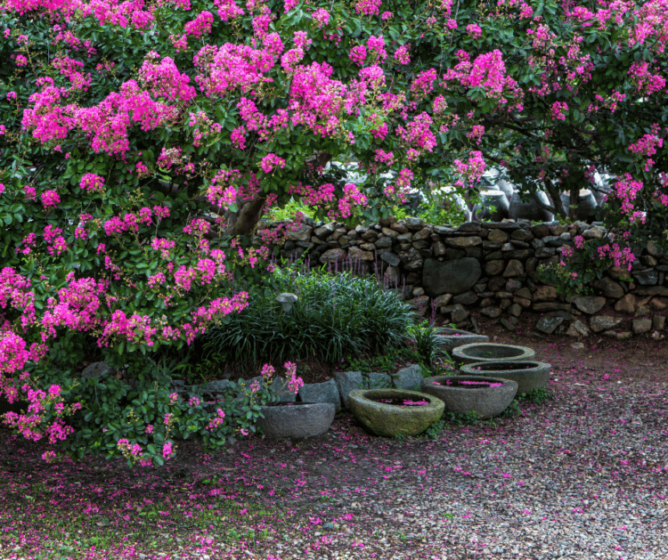 25 Best Flowering Trees & Shrubs for Year-Round Color