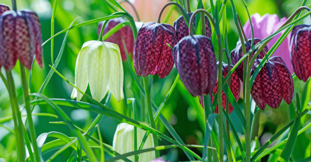 The Best Bulbs that Bloom in Spring and Attract Pollinators