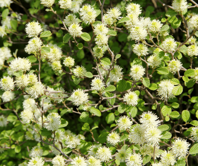 25 of the Best Plants and Trees to Add Fall Color to Your Yard
