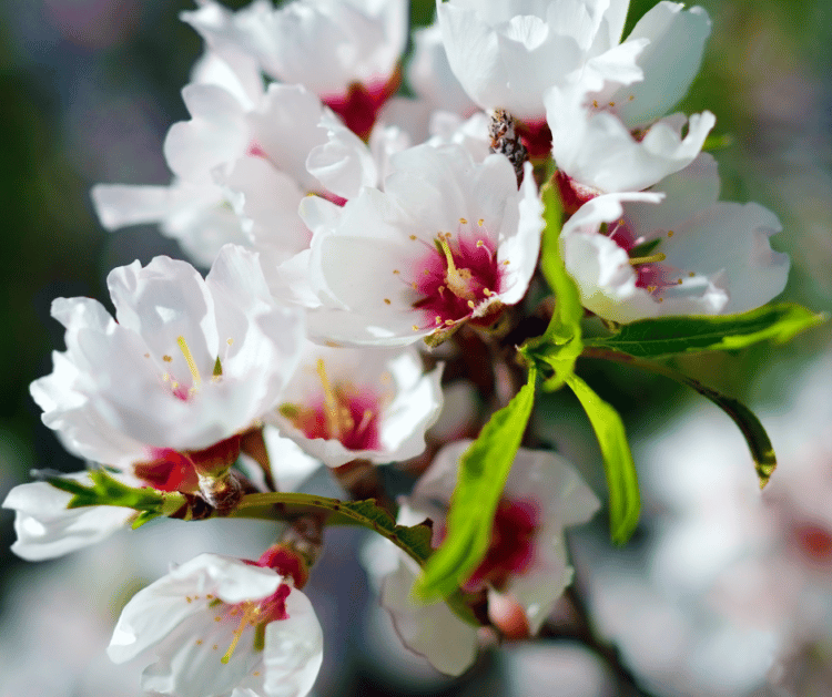 25 Best Flowering Trees & Shrubs for Year-Round Color