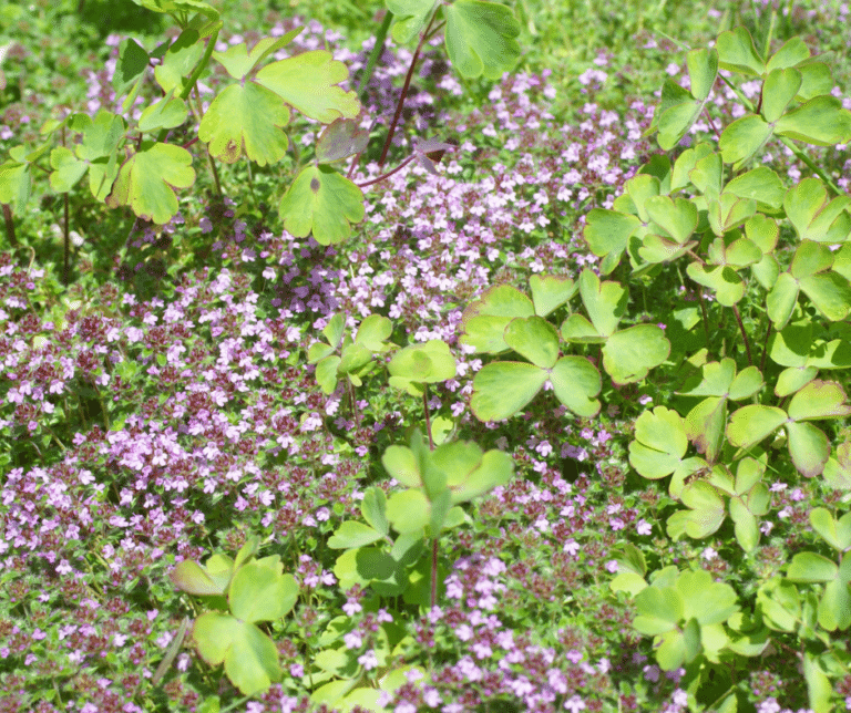 20 Low-Maintenance Ground Cover Plants to Beautify Your Yard